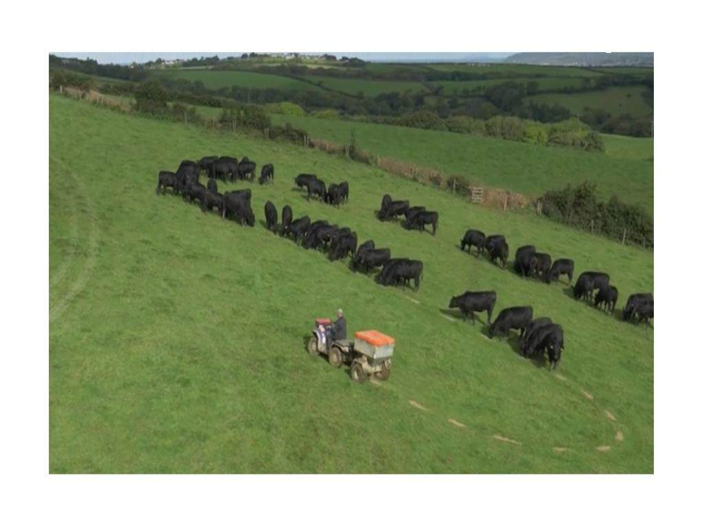 Chapman TF350 Sheep Snacker from Guy Machinery